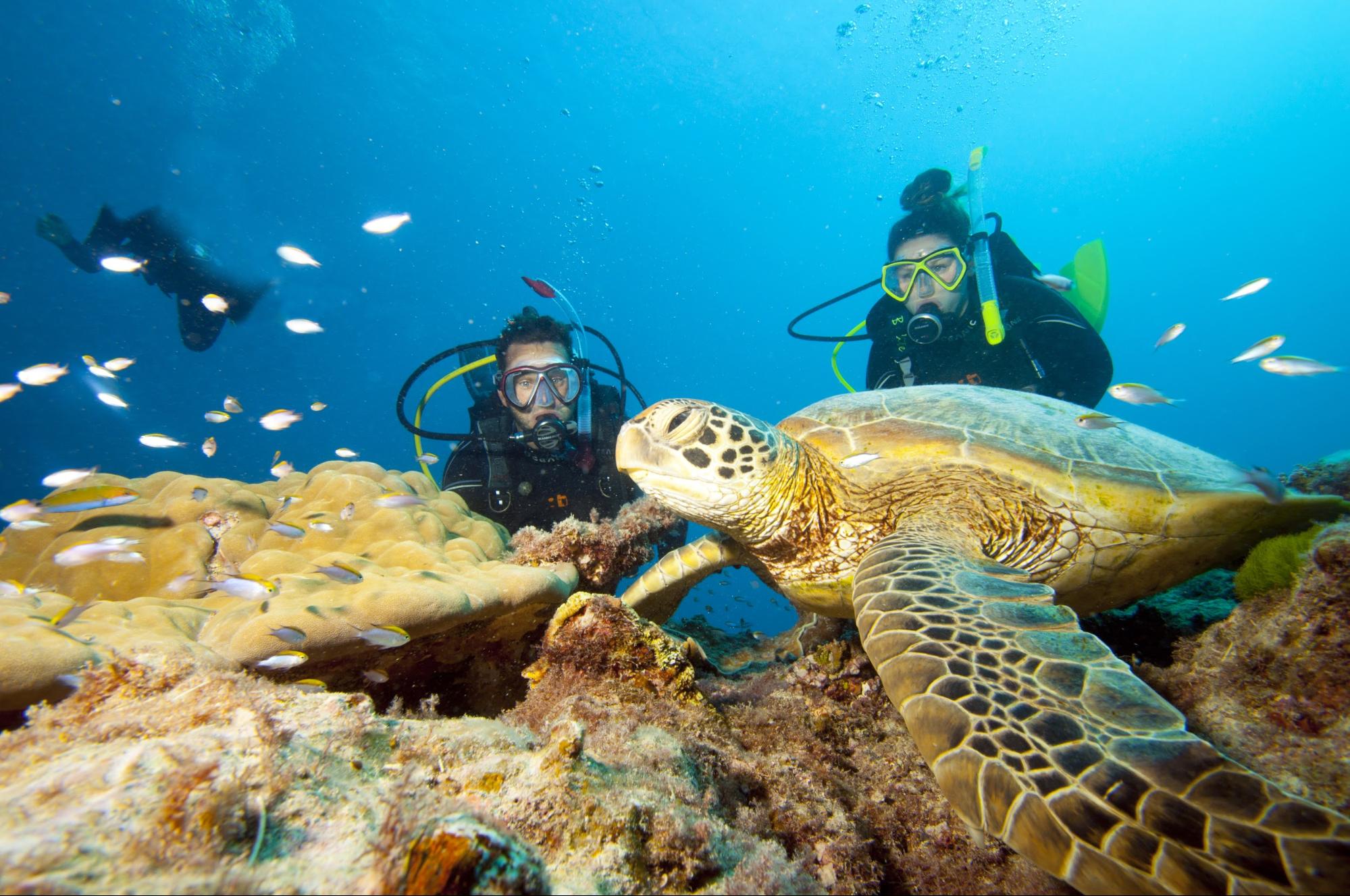 Dive Travel - JettyDive