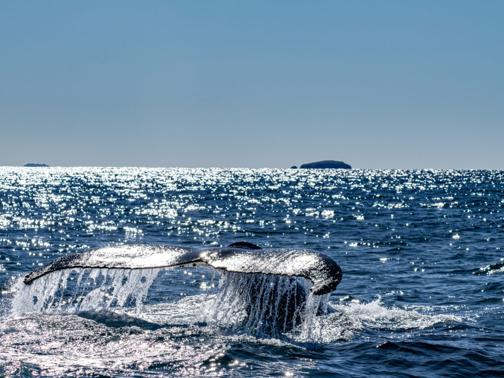 June & July 2023 – Jetty Dive Debrief - JettyDive