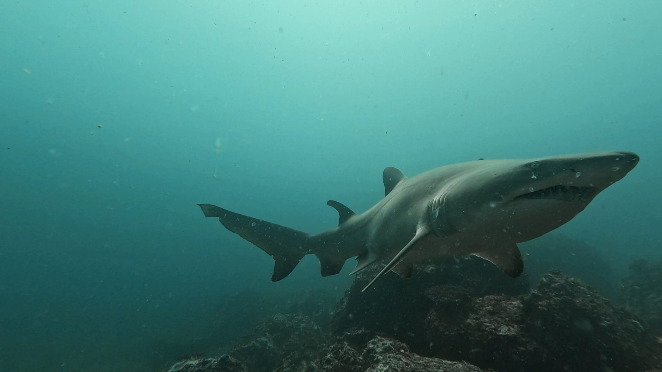 13th December 2025- Heeeeere Fishy Fishy - JettyDive