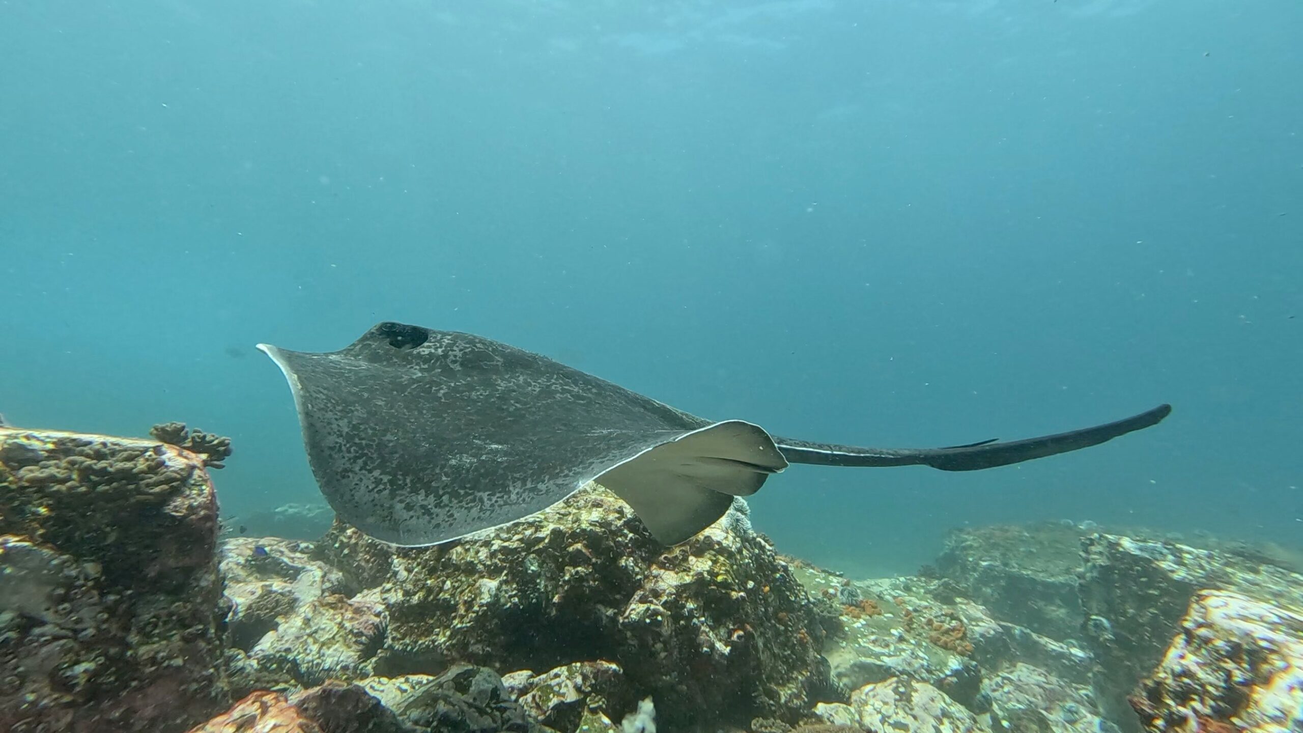 5th January 2026- Magic Monday at South Sol - JettyDive